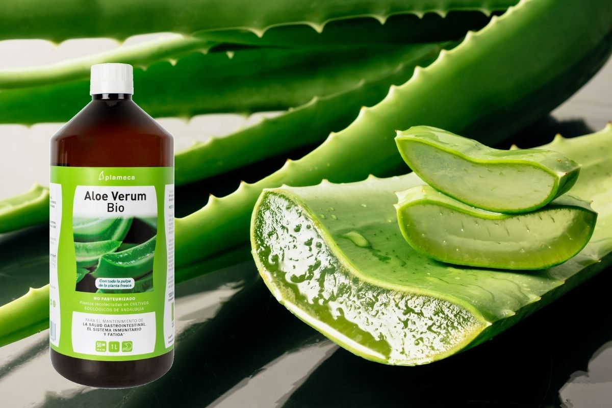 Aloe Verum Bio, a European benchmark | Blog de Plameca, S.A.