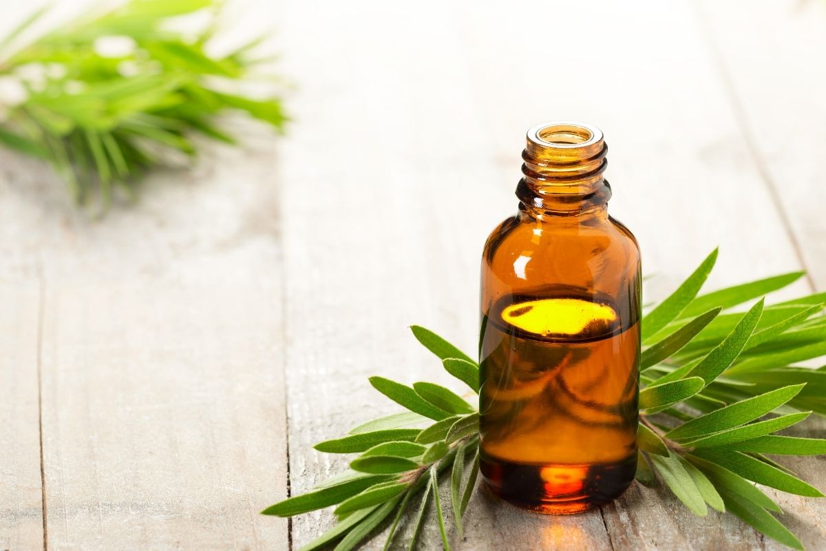 Tea tree oil: what it is used for and how to use it | Plameca, S.A.